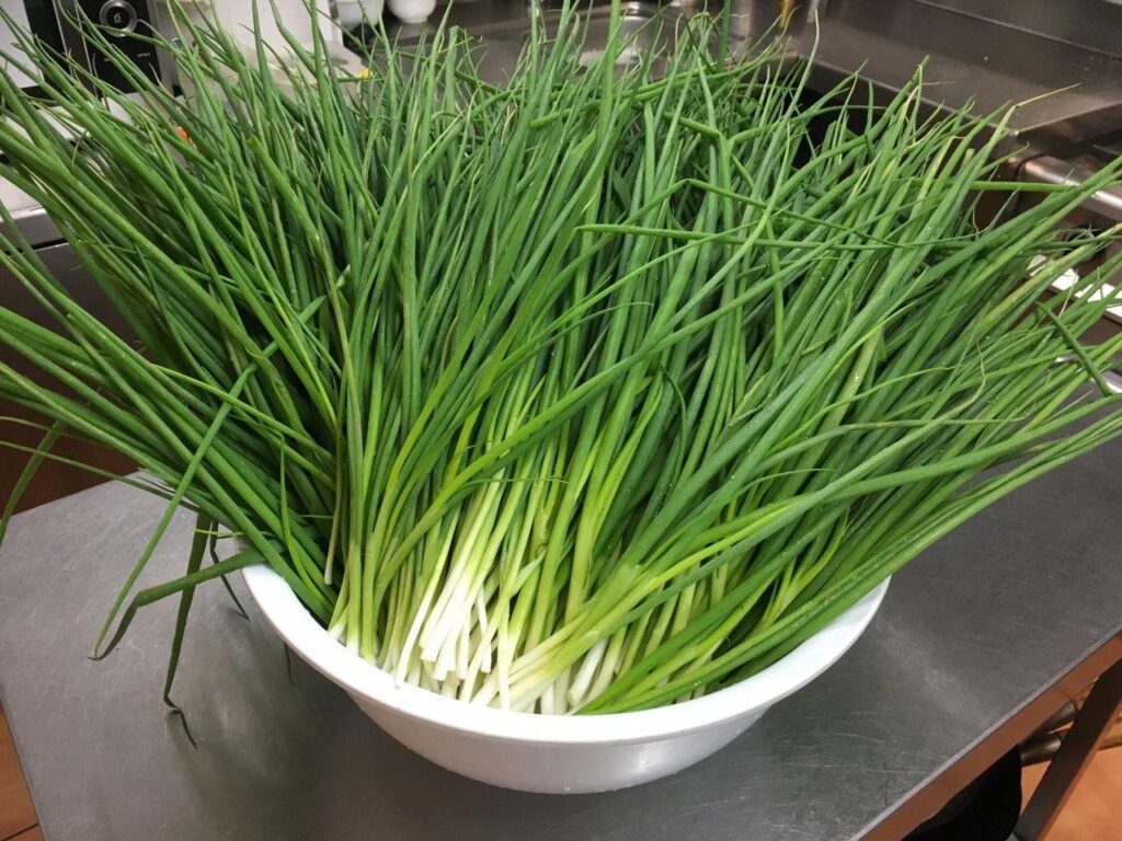 LOS CEBOLLINOS NOS LLENAN DE COLOR LA COCINA – Little Bangkok